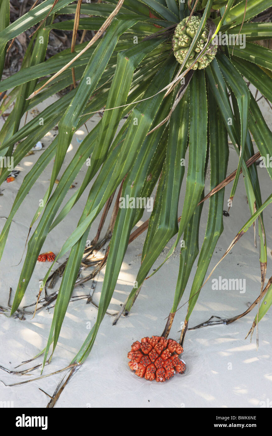 Tropical plant on Merk Bay Beach, North Passage Island, Middle Andaman ...