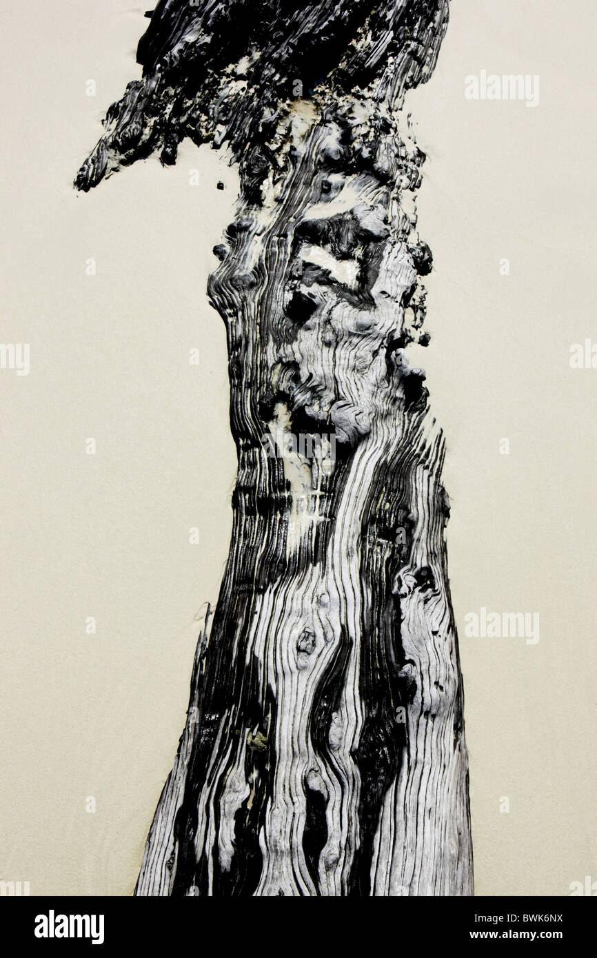 Washed out tree trunk on Merk Bay Beach, North Passage Island, Middle ...