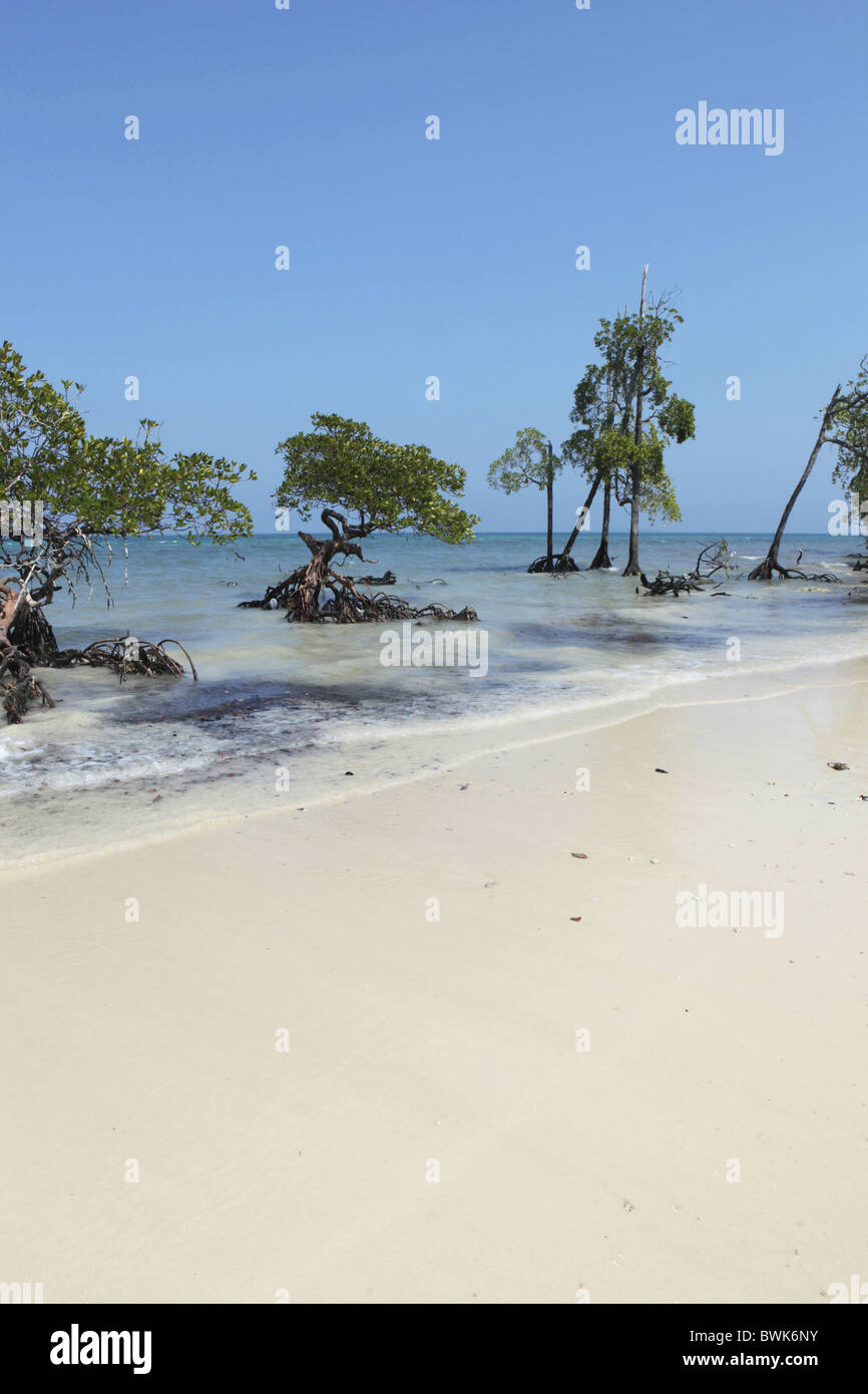 Mangroves on Merk Bay Beach, North Passage Island, Middle Andaman ...