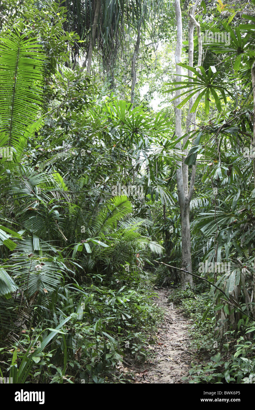 Path through the rainforest, Baratang, Middle Andaman, Andamans, India ...