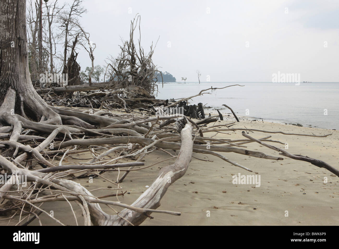 From the Tsunami devastated trees on an uninhabited beach, Baratang ...