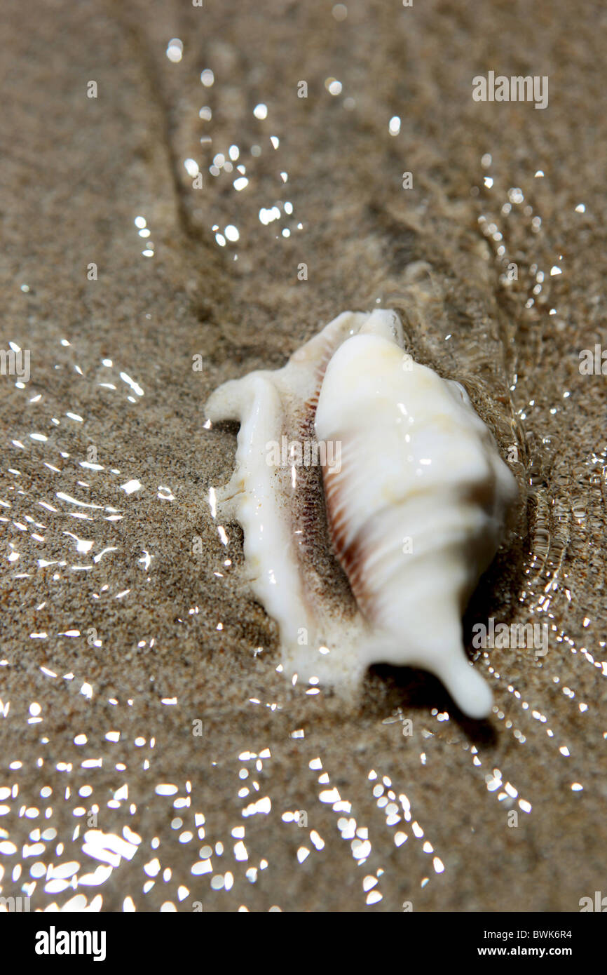 Shell on the beach at Lalaji Bay, Long Island, Middle Andaman, Andamans ...
