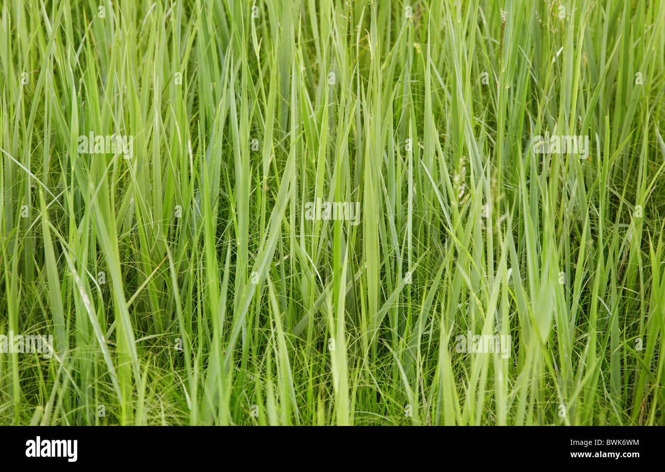 Thick, lush green forage grasses - the background Stock Photo - Alamy
