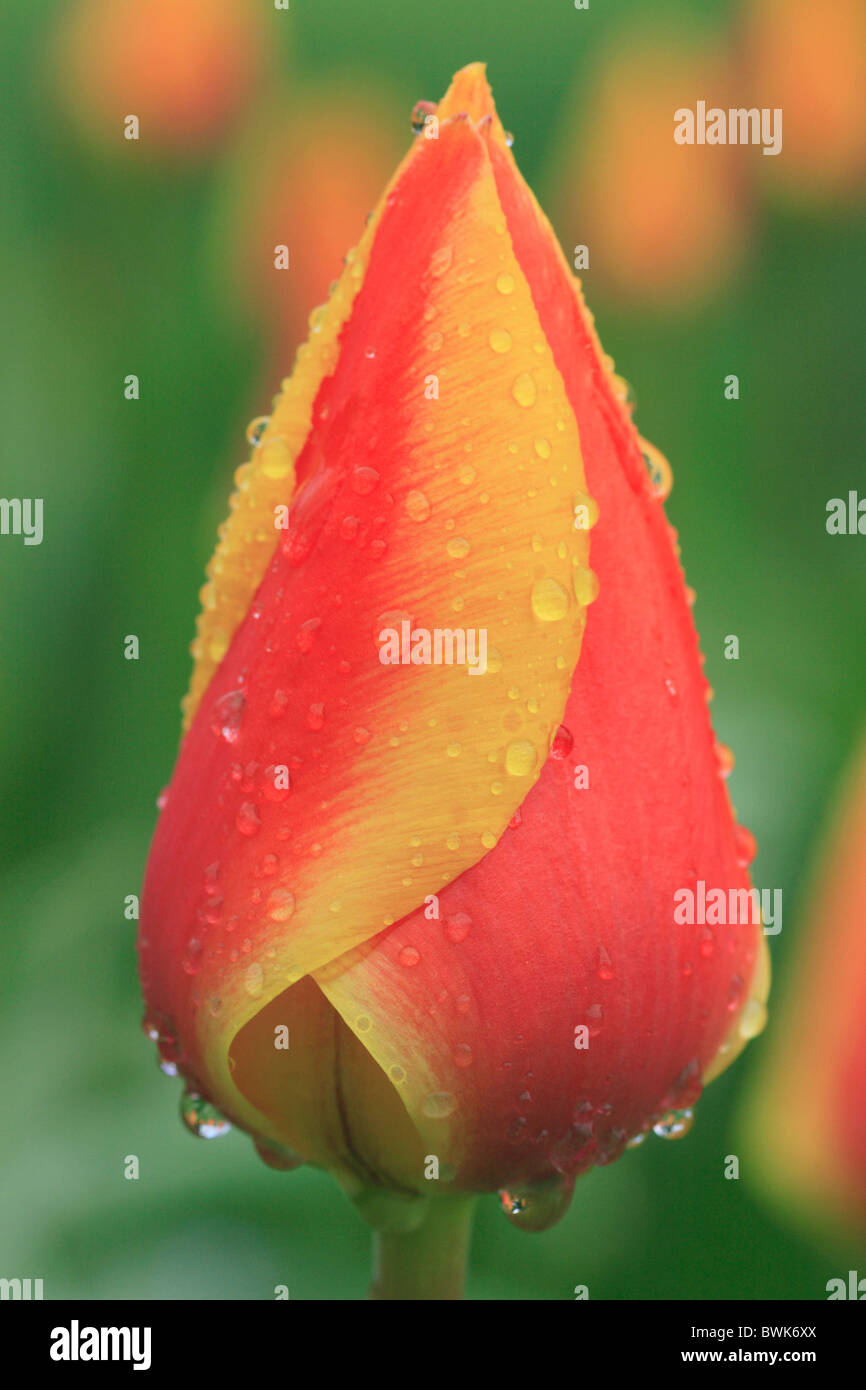 Tulipa tulip flower spring sheet structure diagrammatically pattern ...