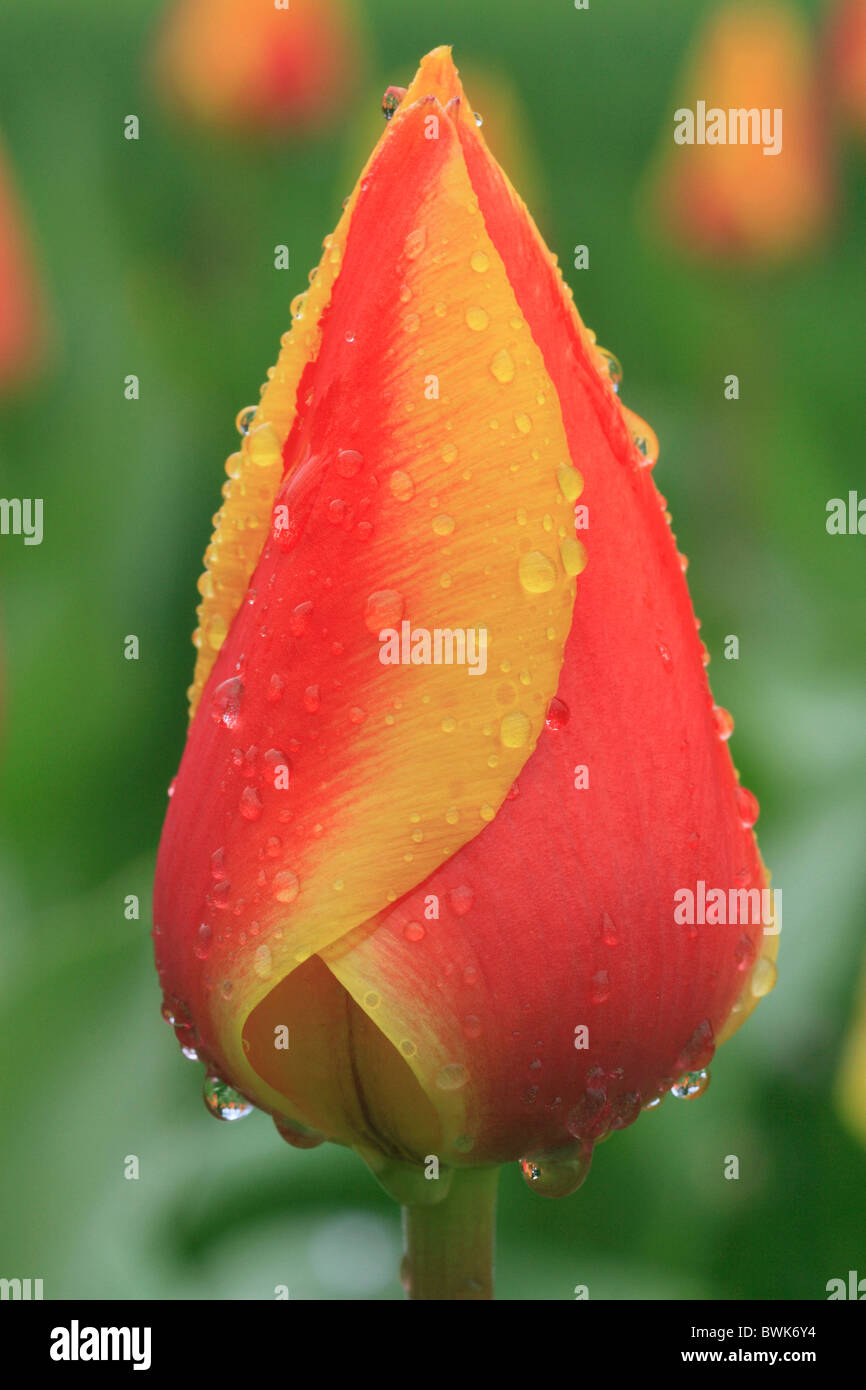 Tulipa tulip flower spring sheet structure diagrammatically pattern ...