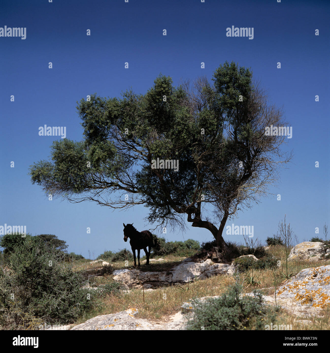 Shade animals hi-res stock photography and images - Alamy