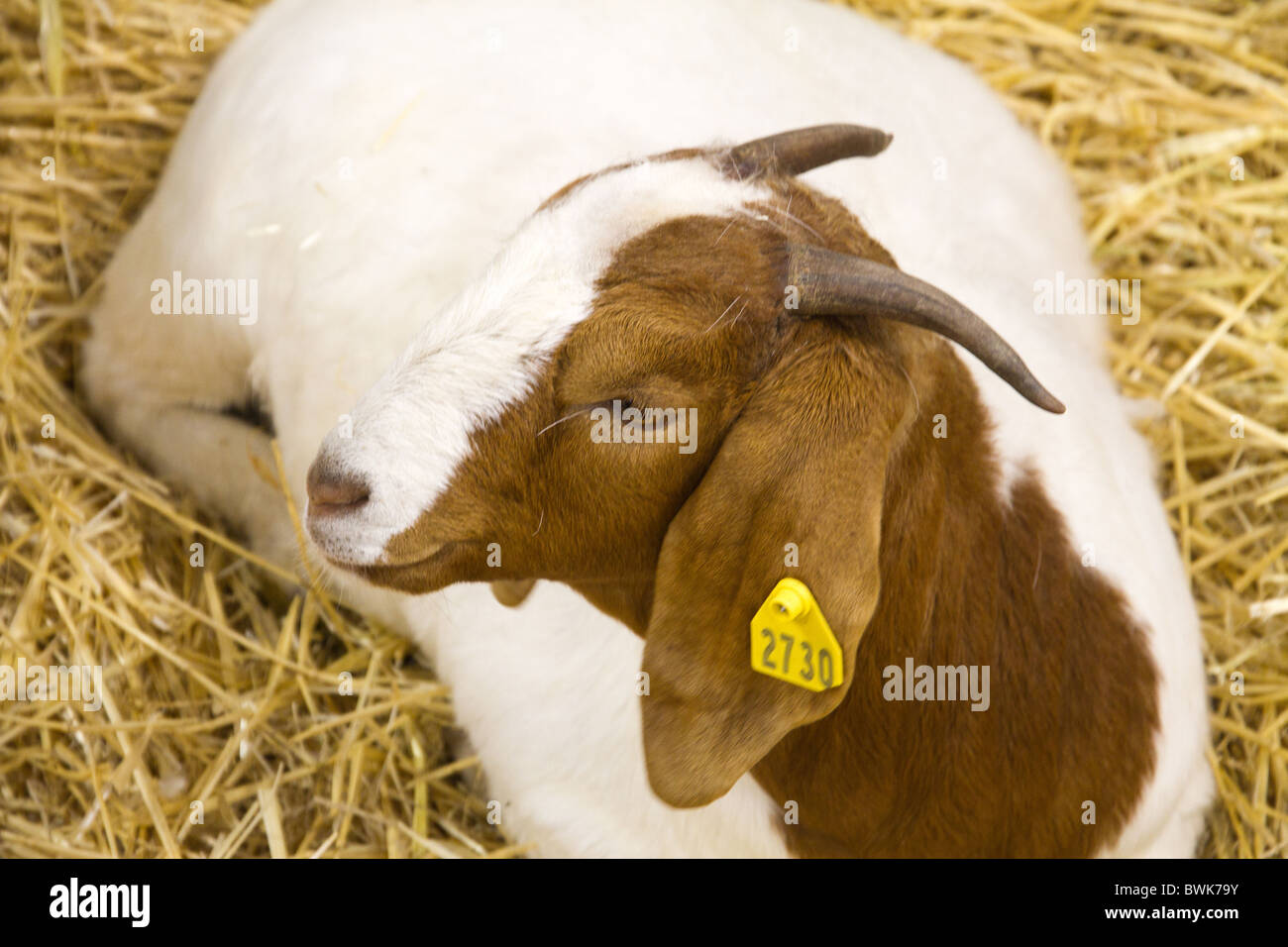 Boer Goat Buck