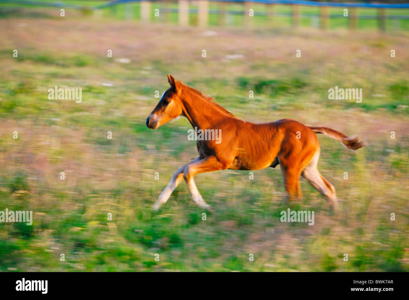 foal Running Dynamic movement young animal horse young horse house ...