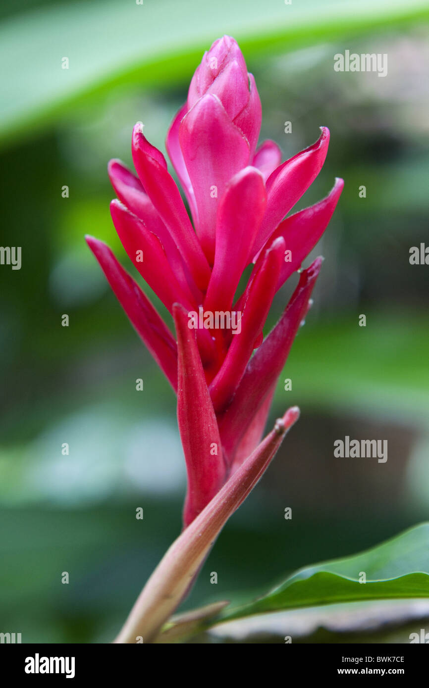 Close up of a ginger blossom, Colombo, Sri Lanka, Asia Stock Photo - Alamy
