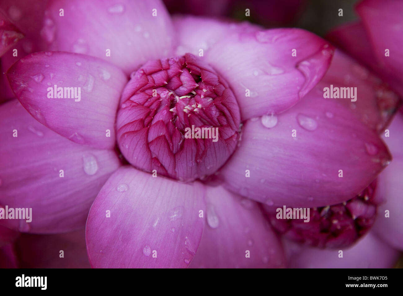 Lotus flower with drops of water, Colombo, Sri Lanka, Asia Stock Photo ...