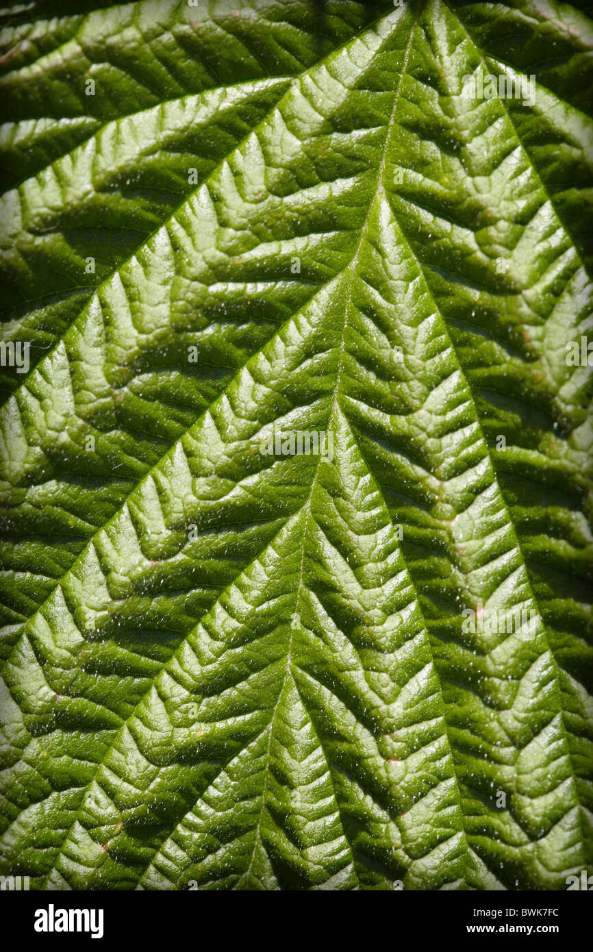 The surface of green leaf - natural vegetation background Stock Photo ...