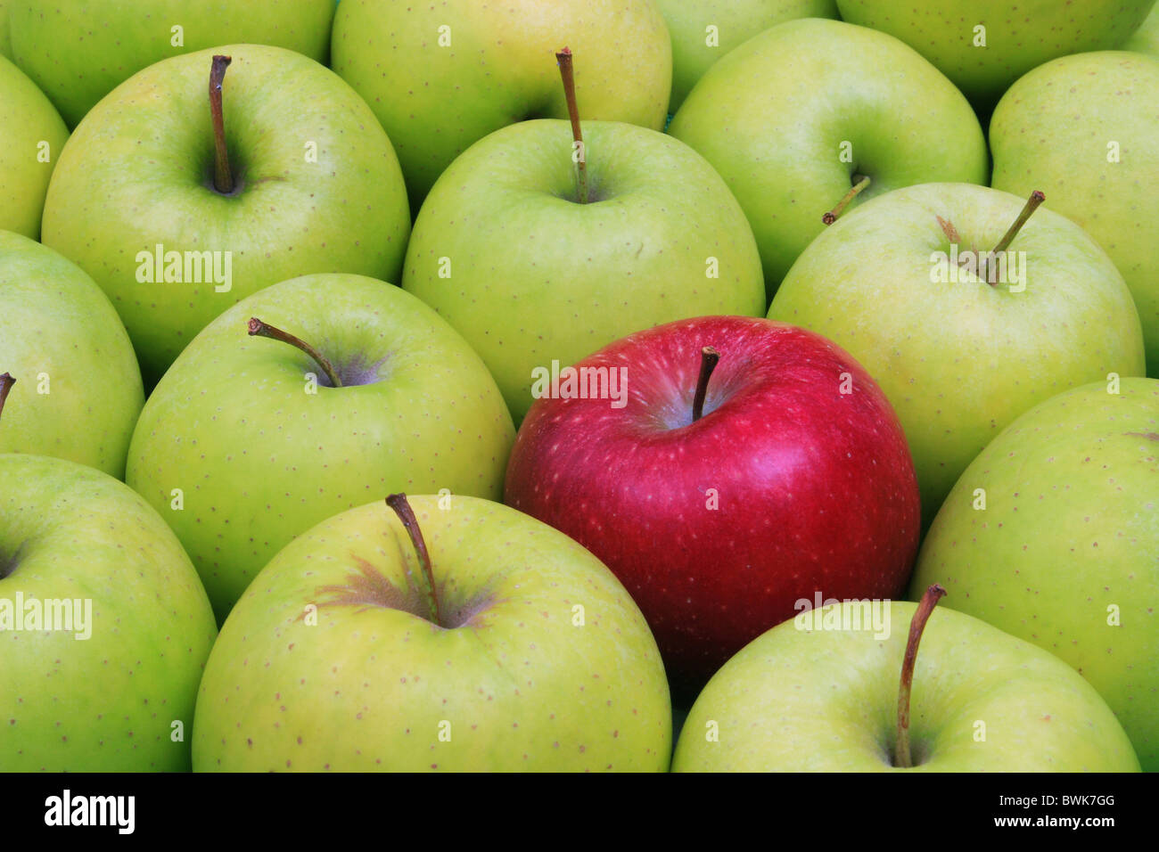 apple apples apples red green contrast exception striking fruits food ...