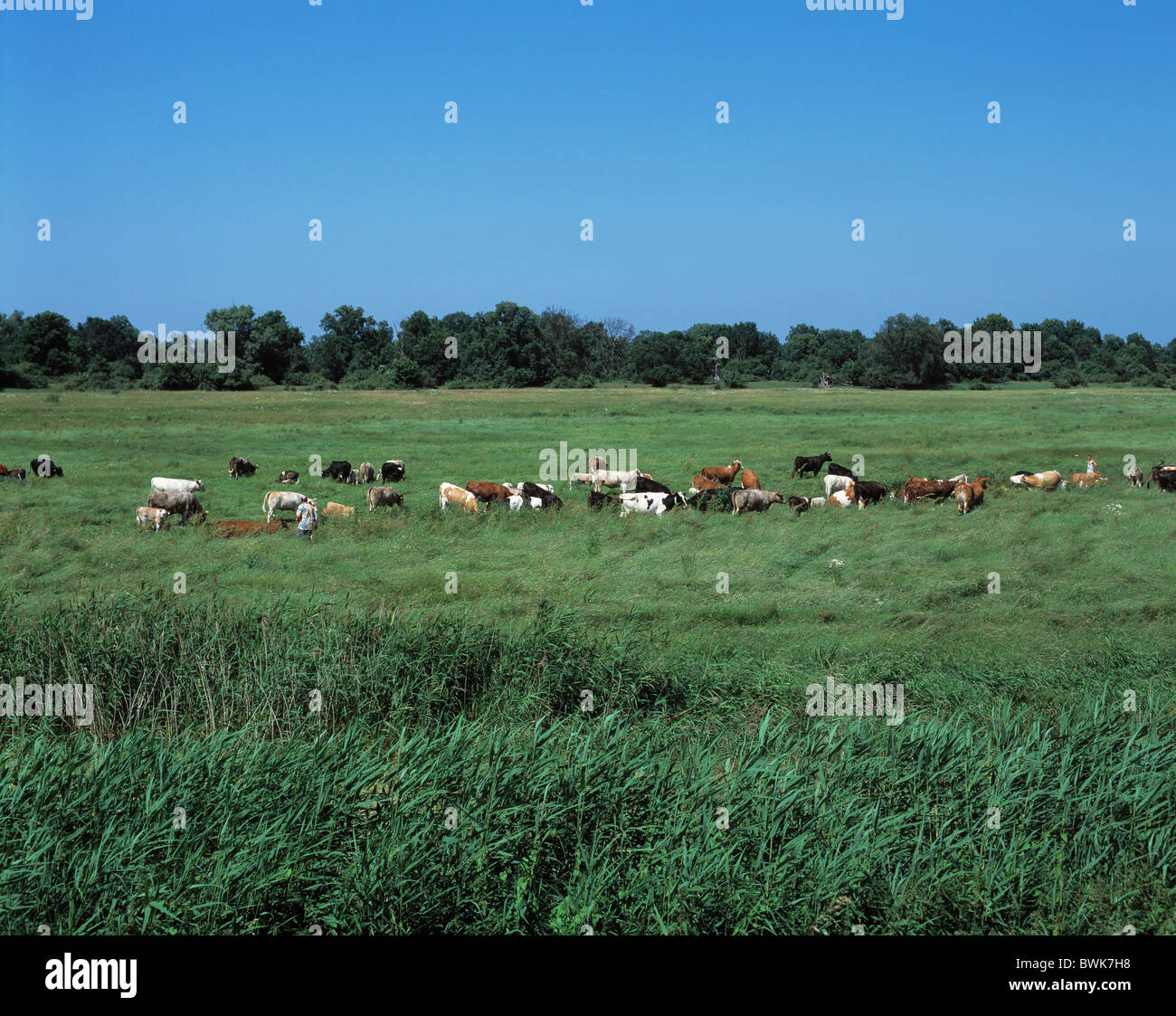 cattle cows cow herd meadow scenery scenery landscape herd of cattle ...