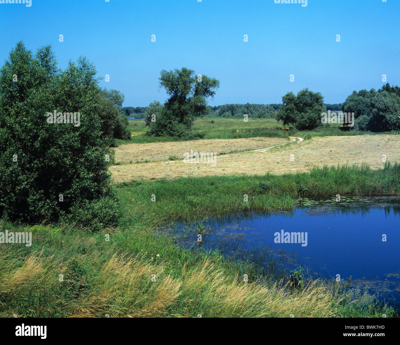 scenery landscape water moor marsh river scenery old Oder Genschmar ...