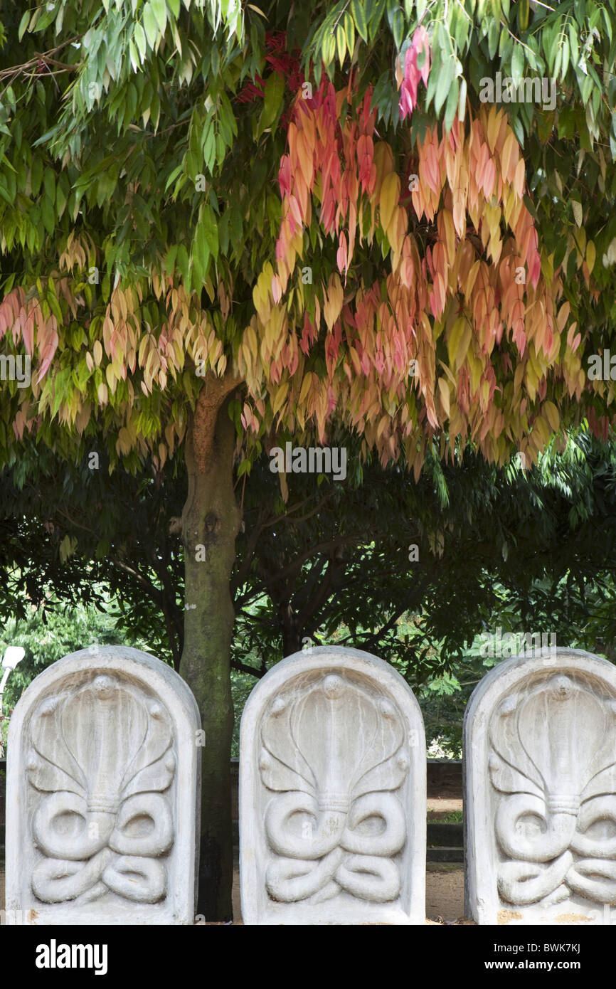 Tree and stones at the Kelaniya Raja Maha Vihara temple, Colombo, Sri ...
