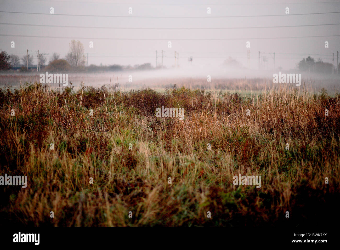 mist in the park 7 Stock Photo - Alamy