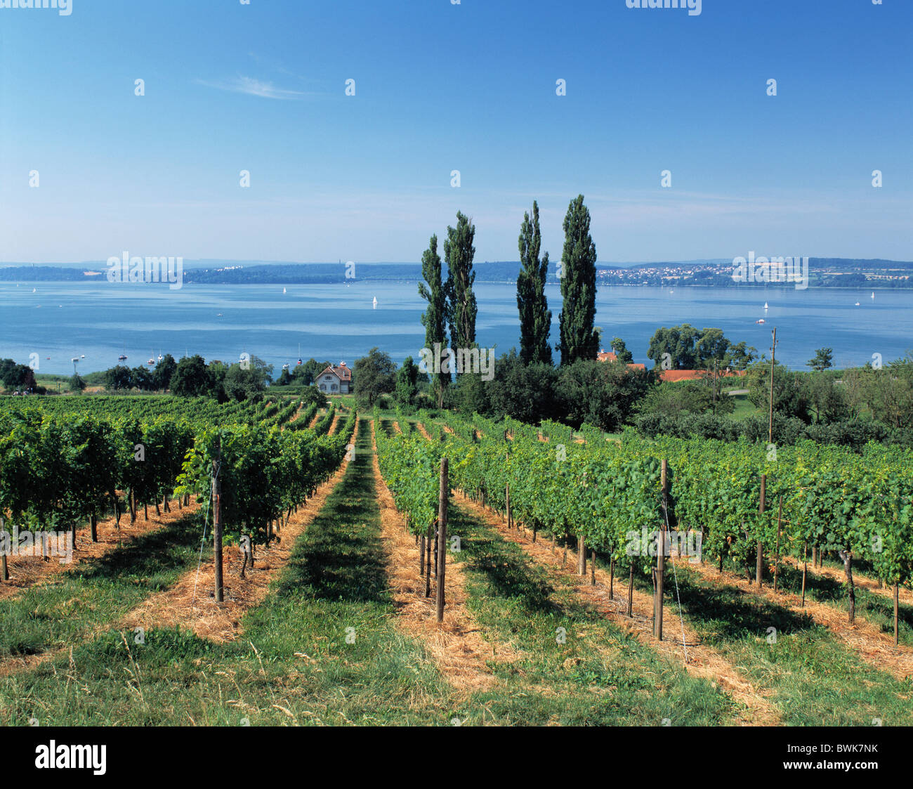 scenery landscape panoramic look vineyards wine vineyard lake Lake of ...