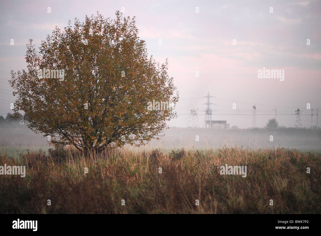mist in the park 6 Stock Photo - Alamy