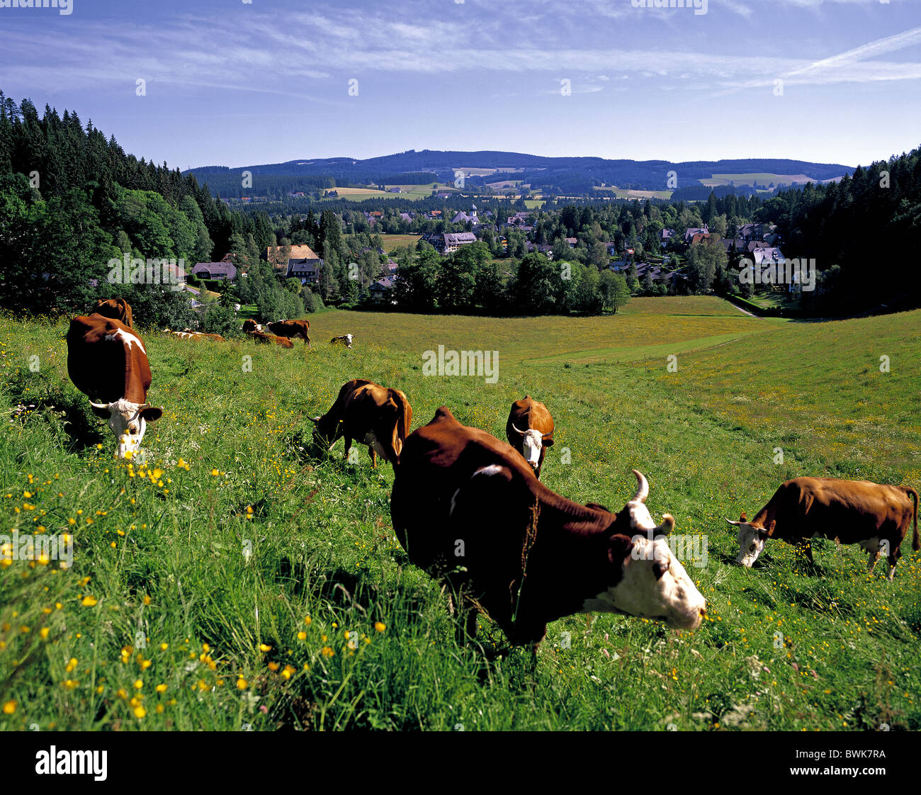 Cows in pasture in Black Forest near Freiburg, Germany Stock Photo - Alamy