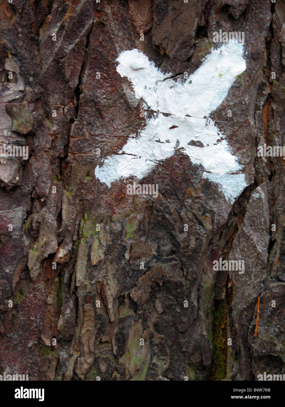 cross white mark tip indication symbol bark trunk tribe Stamm trunk ...