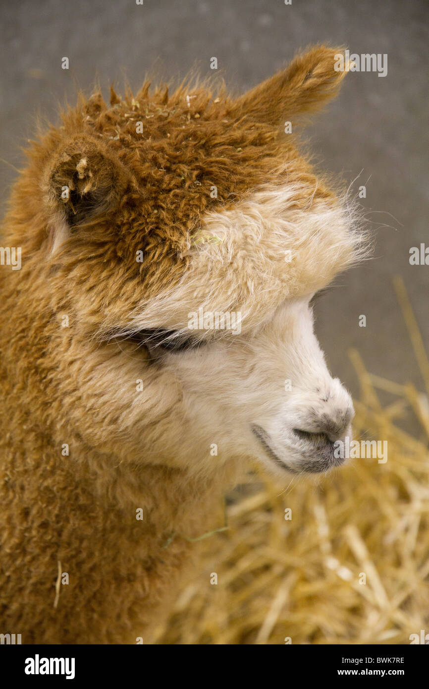 Head of an alpaca Stock Photo - Alamy