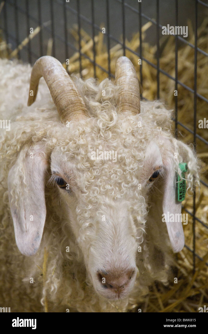 Angora goat hi-res stock photography and images - Alamy