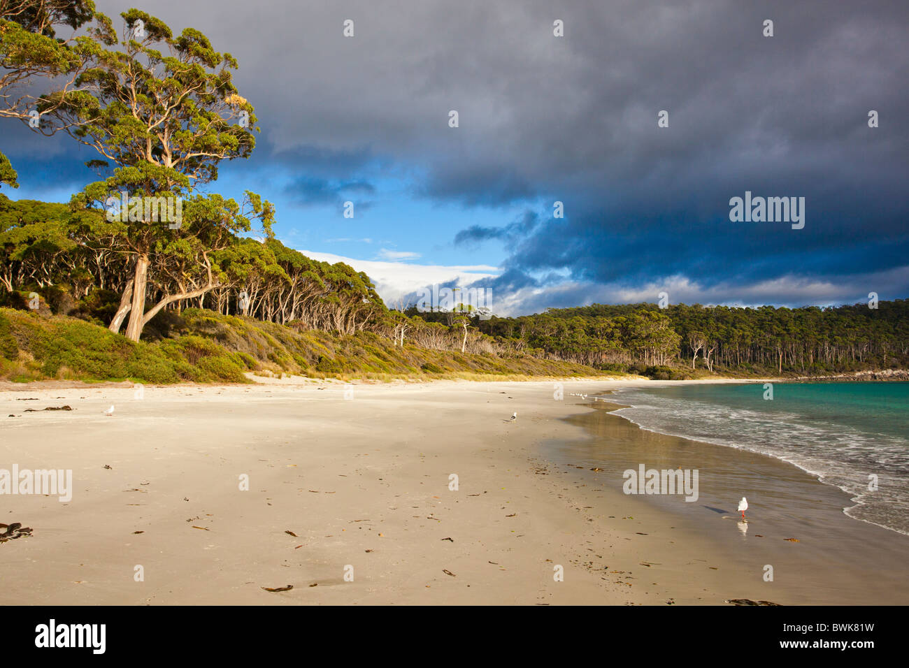 Birds of tasmania hi-res stock photography and images - Alamy