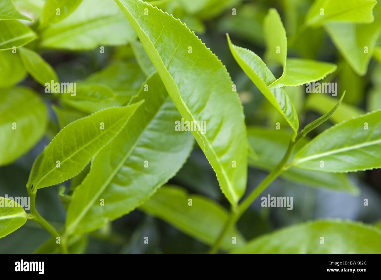 Tea growing area hi-res stock photography and images - Alamy