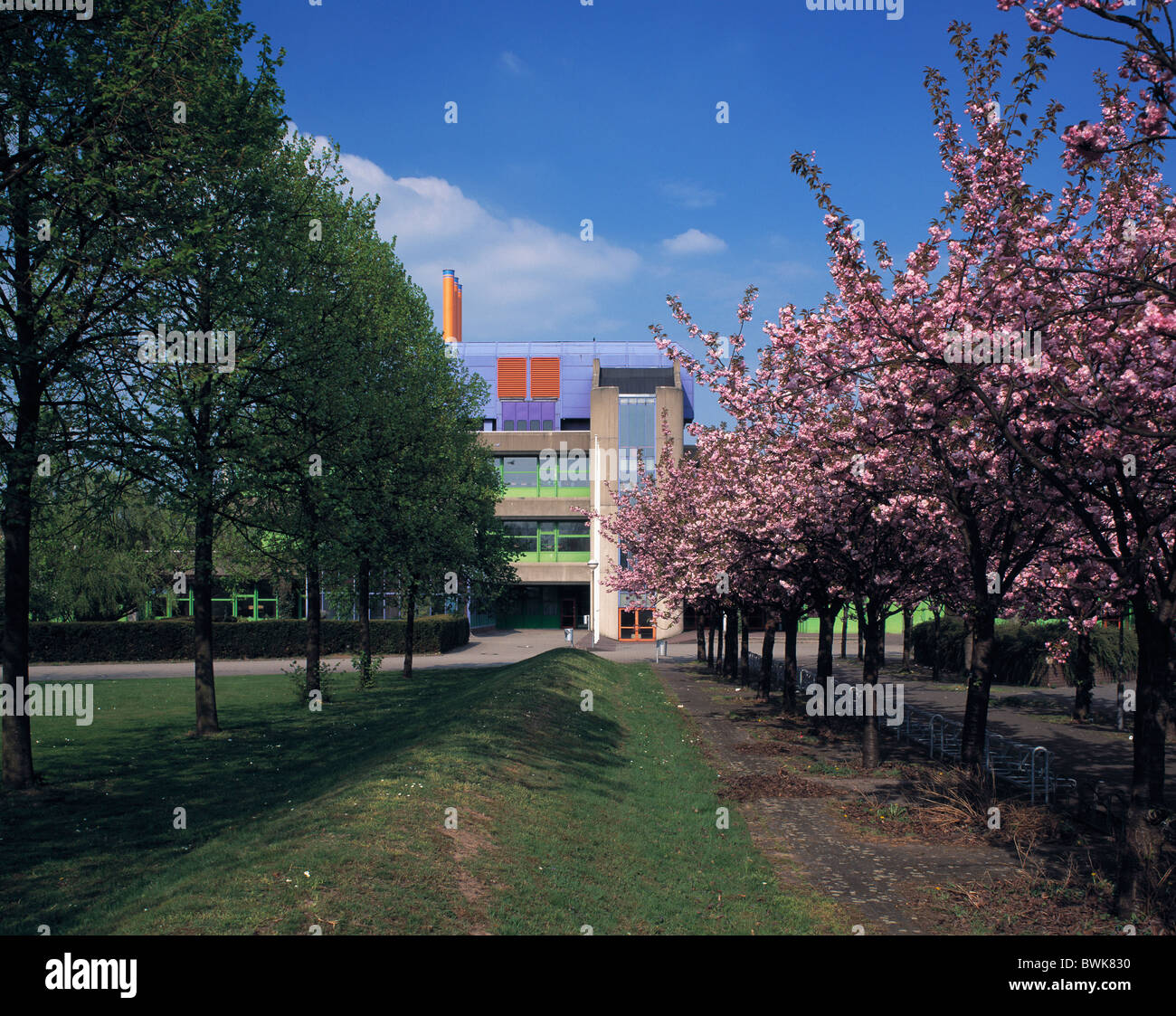 spring blossom Japanese cherry trees cherry flower spring school Kikweg ...