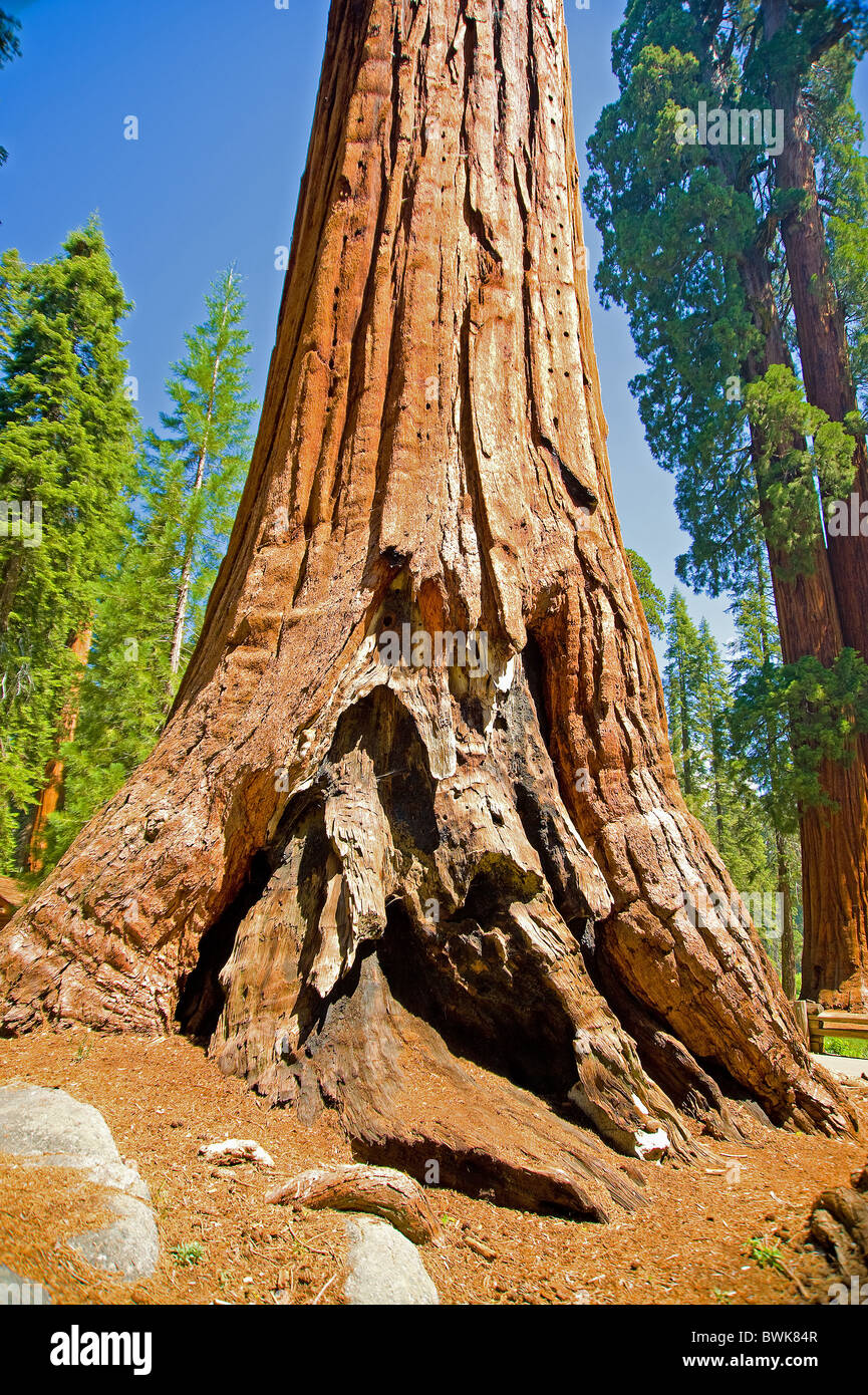 Sequoia National Park giant centennial trees woods tranquility calm Stock Photo - Alamy