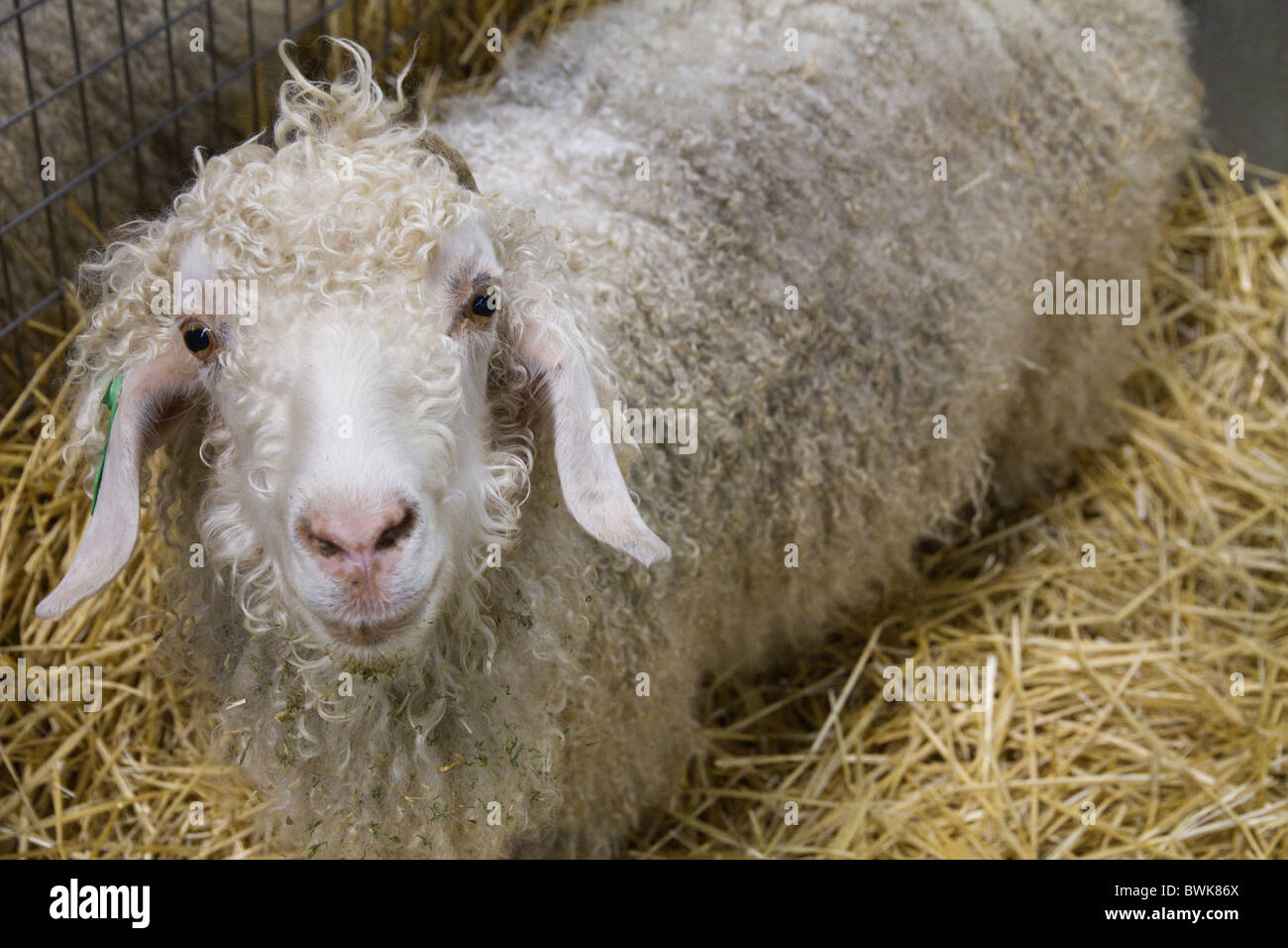 Angora goat hi-res stock photography and images - Alamy