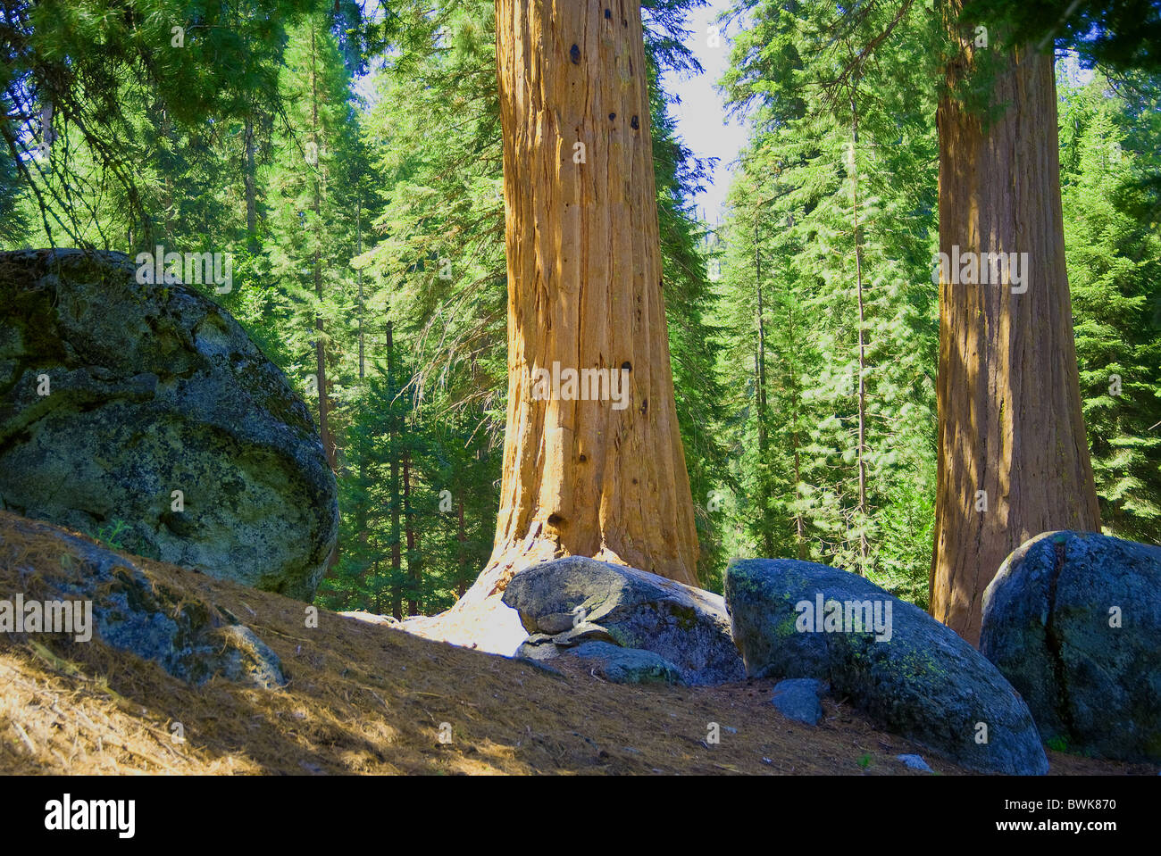 Sequoia National Park giant centennial trees woods tranquility Stock ...