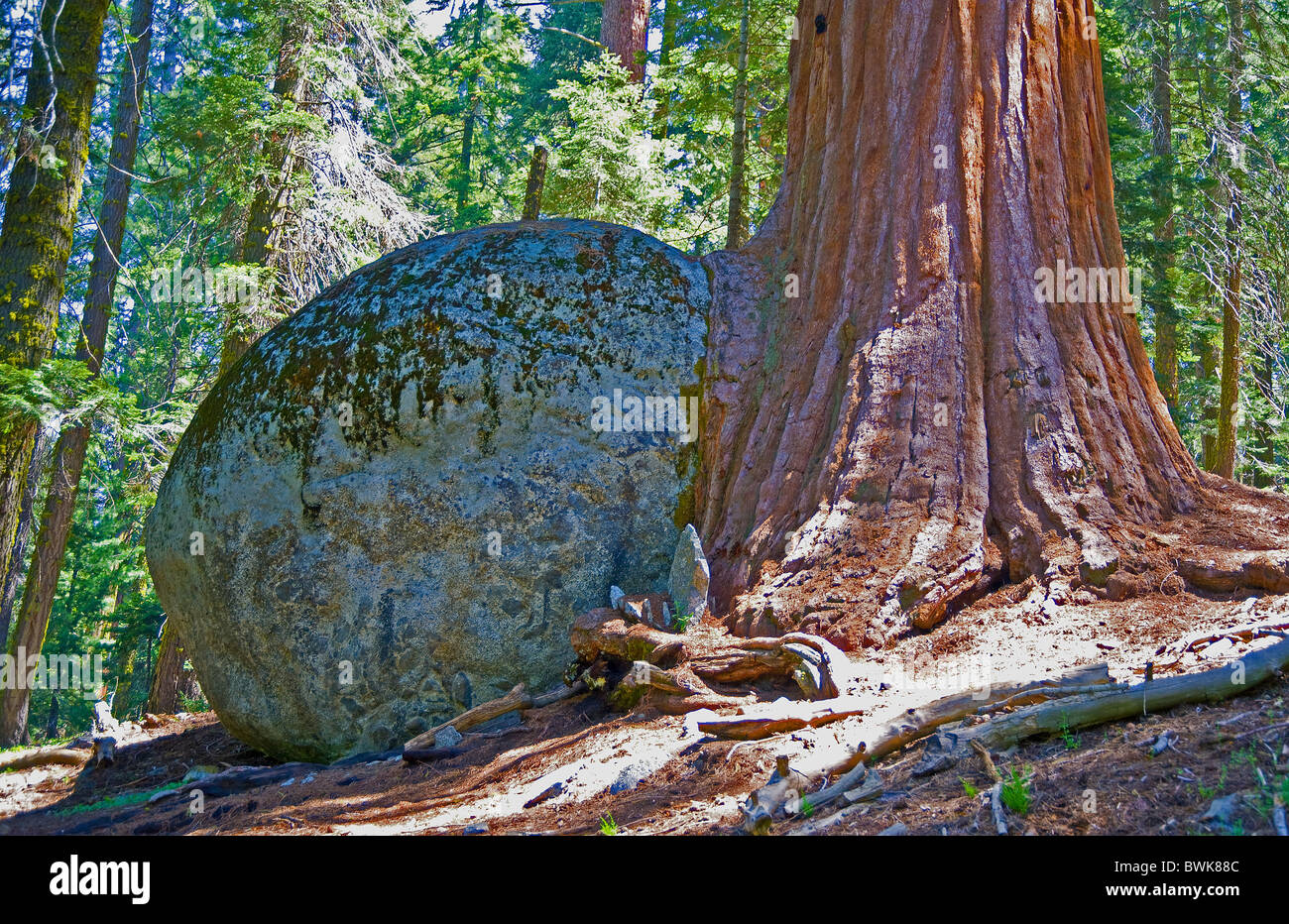 Centennial trees hi-res stock photography and images - Alamy