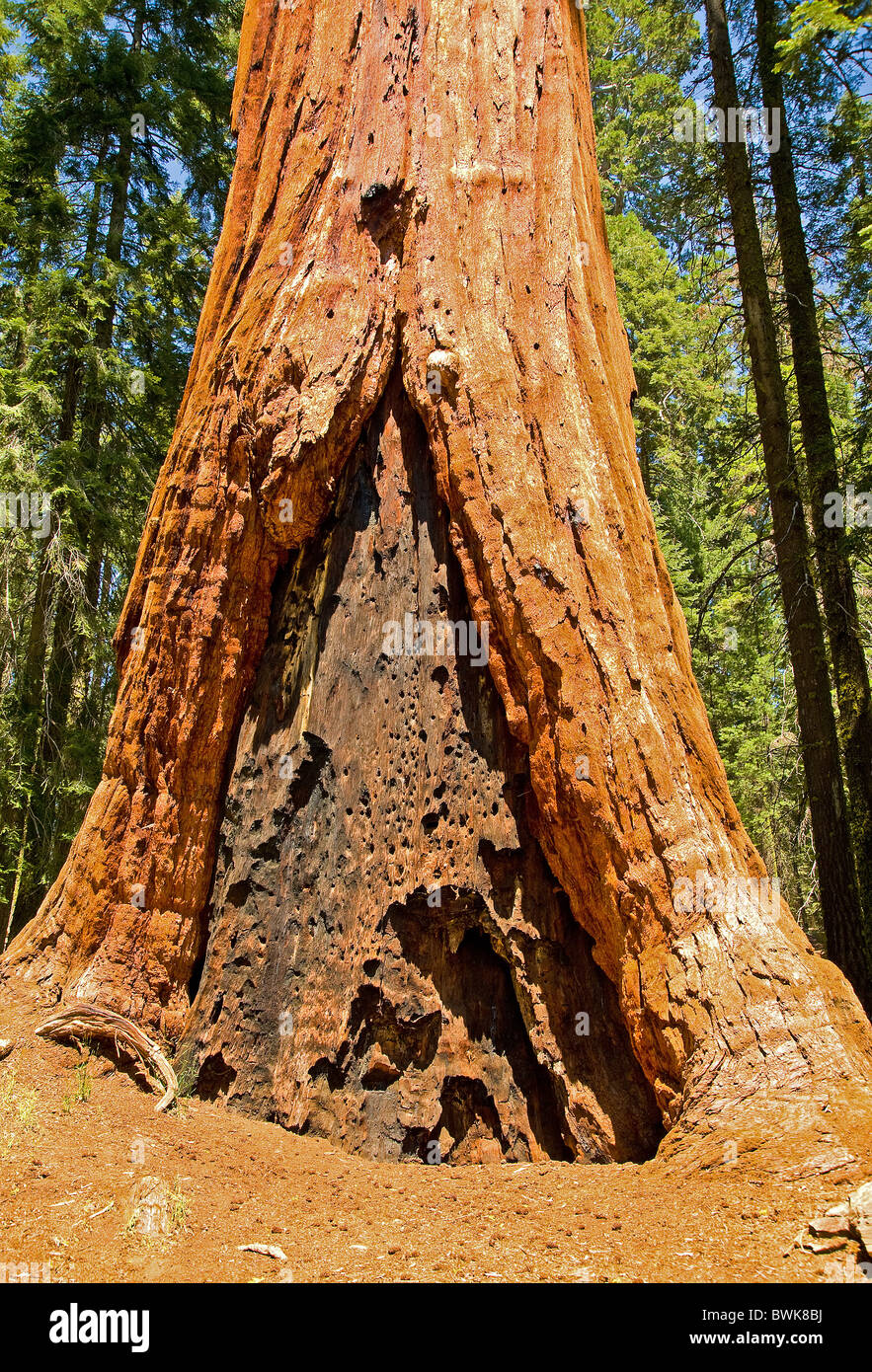 Sequoia National Park giant centennial big trees woods tranquility ...