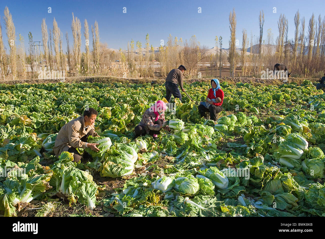 Chinese silk harvest hi-res stock photography and images - Alamy