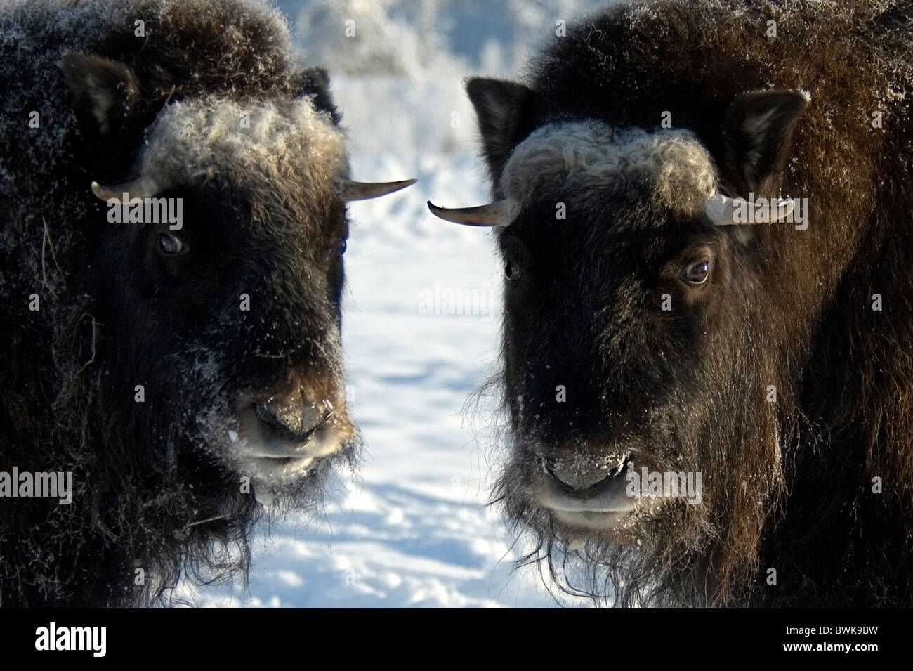 10828251 hi-res stock photography and images - Alamy