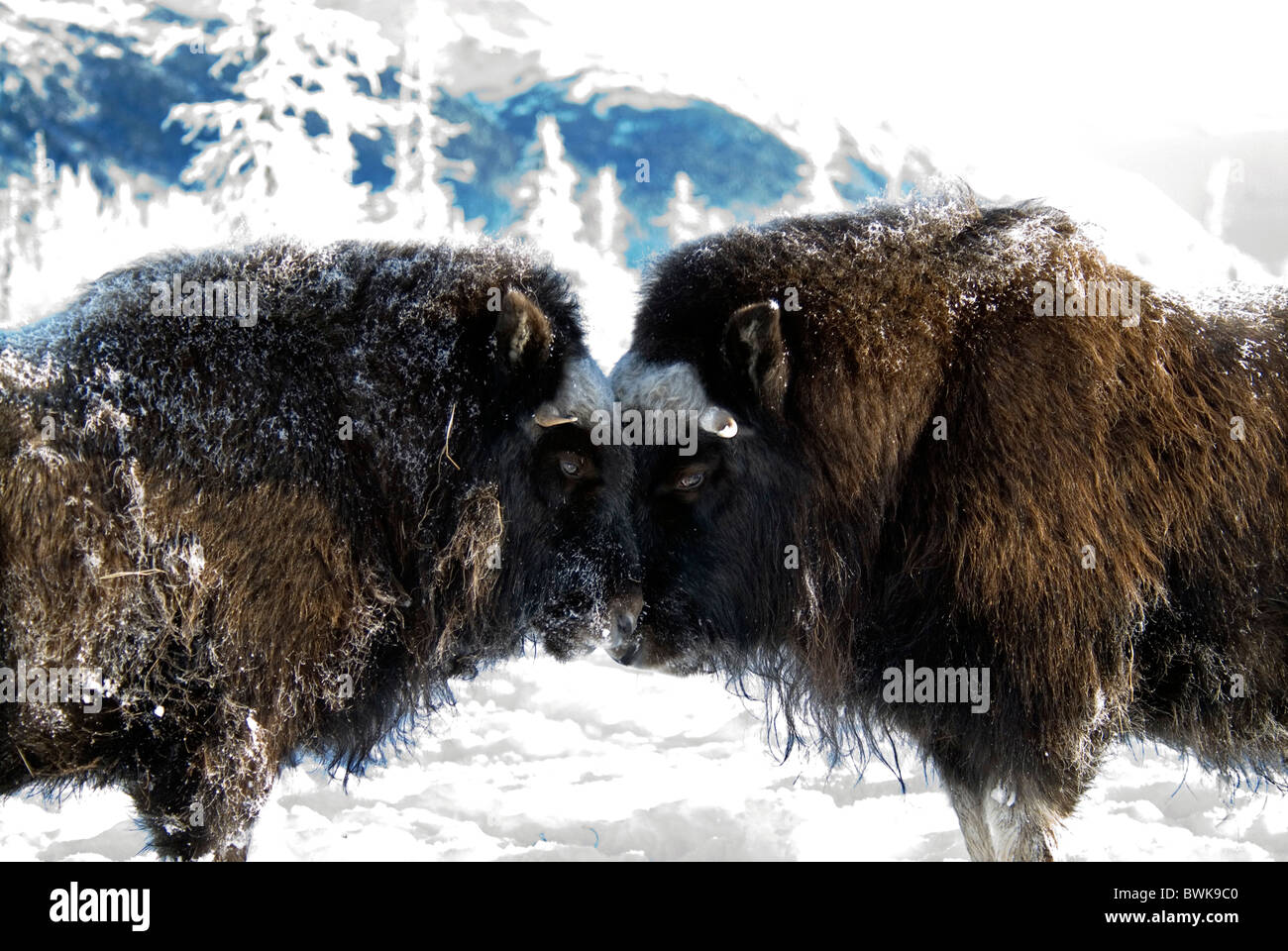 musk ox Ovibos moschatus Two animals musk ox winter snow animal North ...