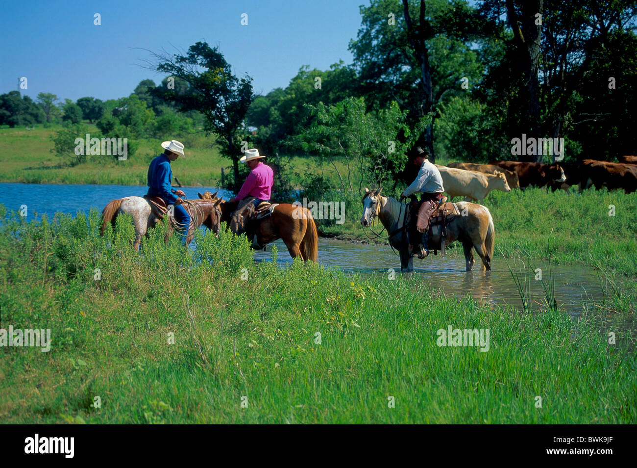 cowboy rider men horses cows lake sea river flow USA America North ...