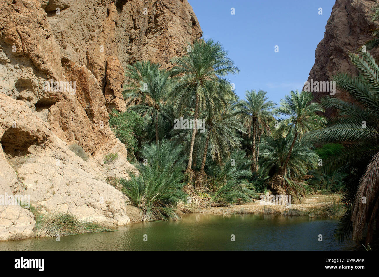gulch palms river flow brook stream water oasis desert scenery ...