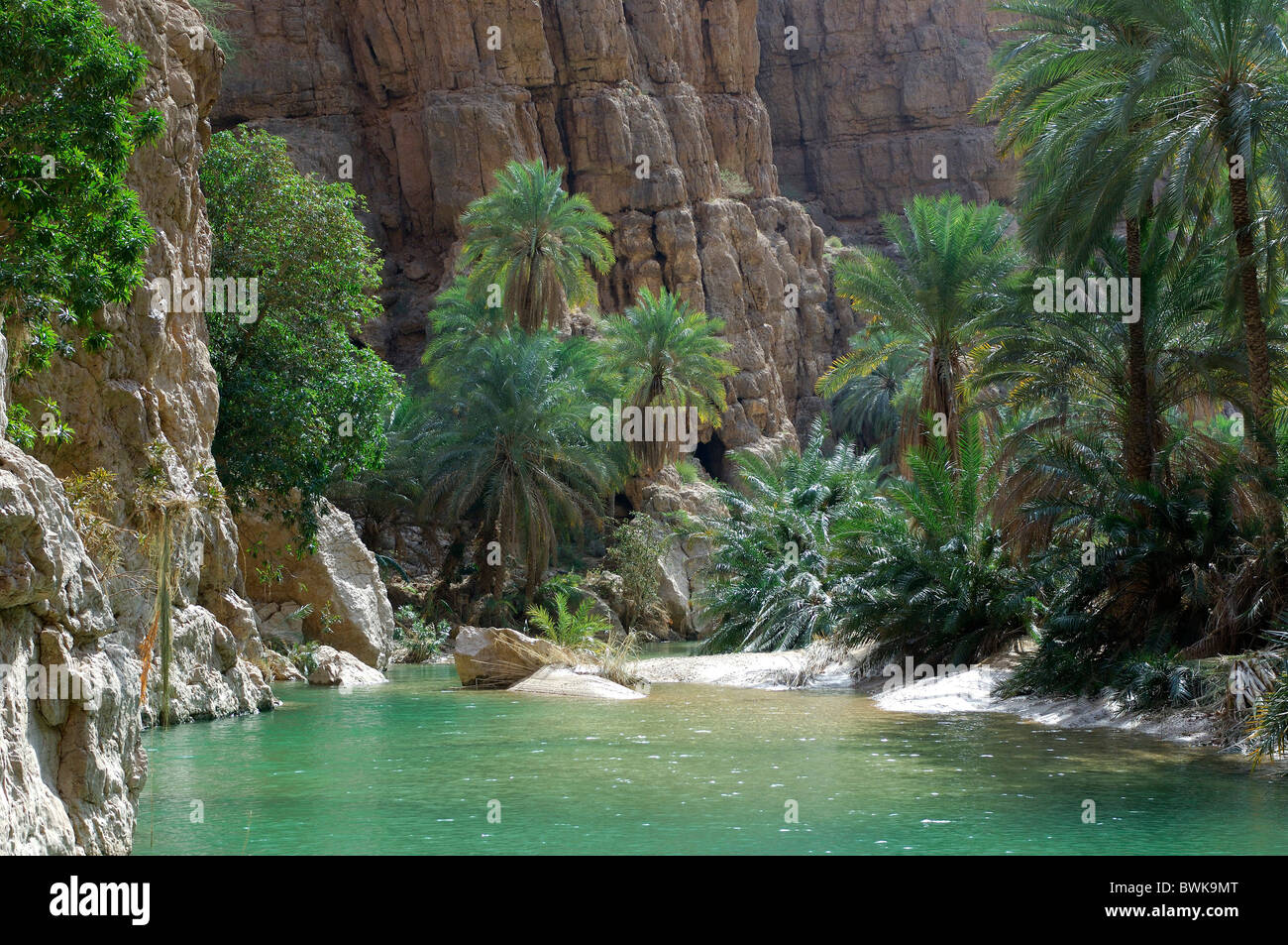 gulch palms river flow brook stream water oasis desert scenery ...