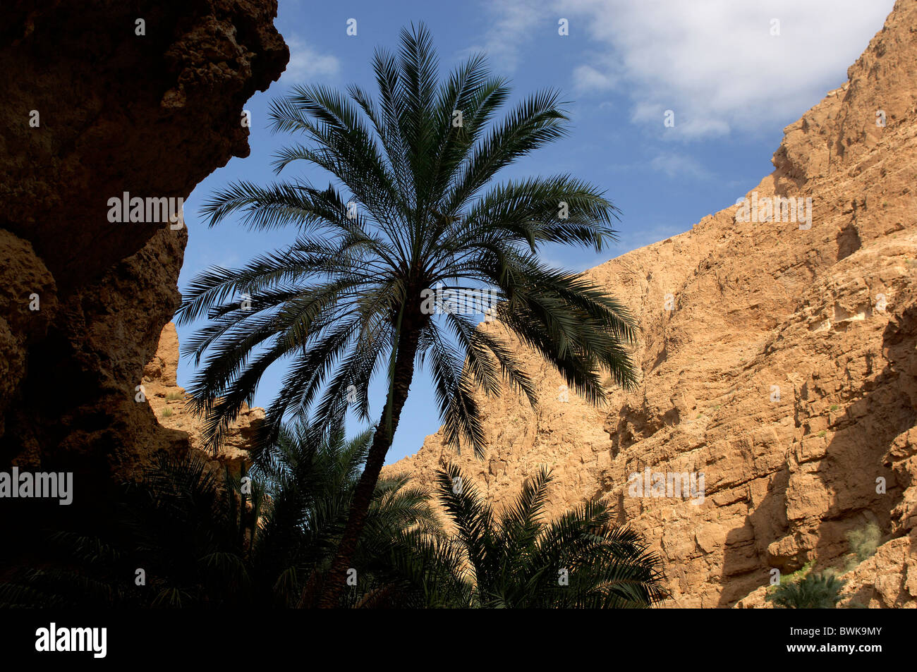 gulch palms river flow brook stream water oasis desert scenery ...