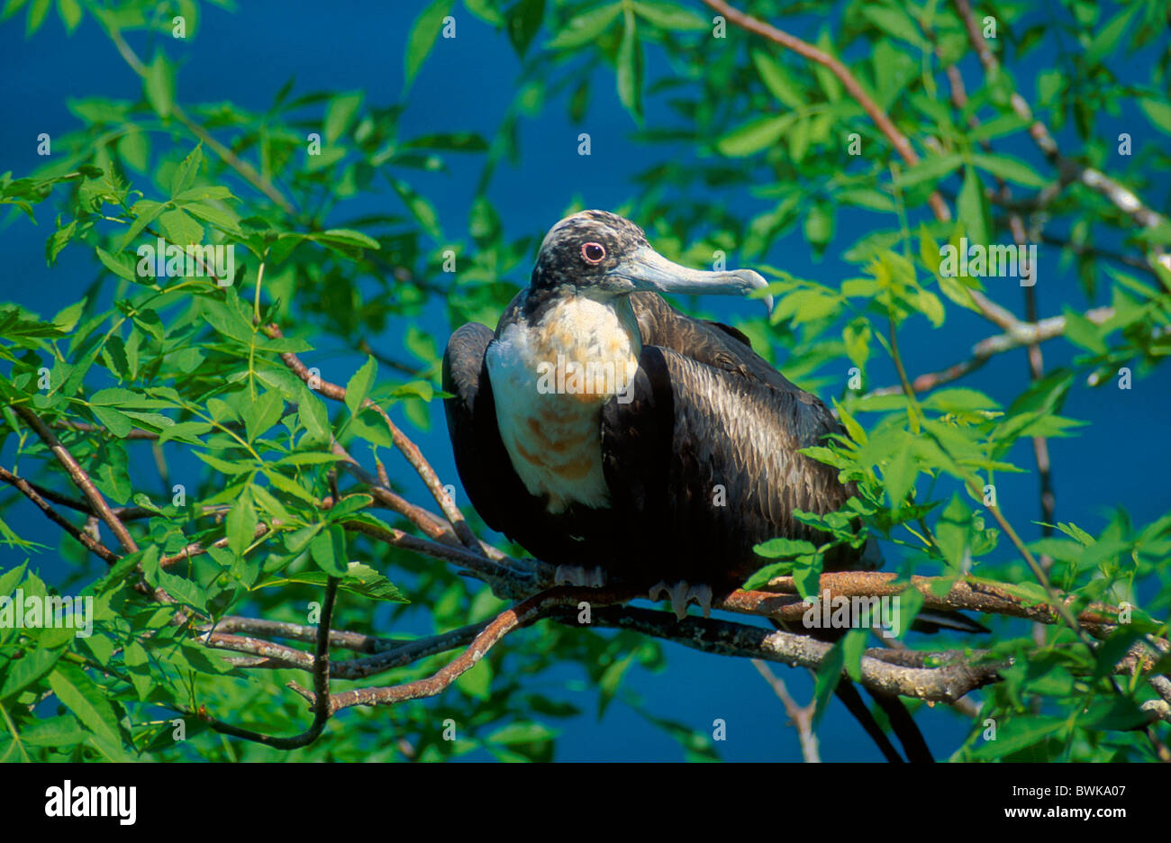 South America Ecuador Galapagos islands isles San Cristobal Chatham ...