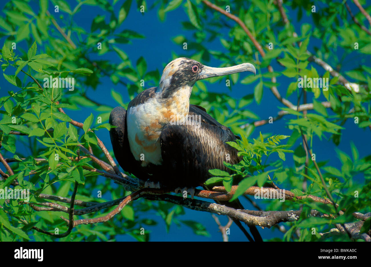 South America Ecuador Galapagos islands isles San Cristobal Chatham ...