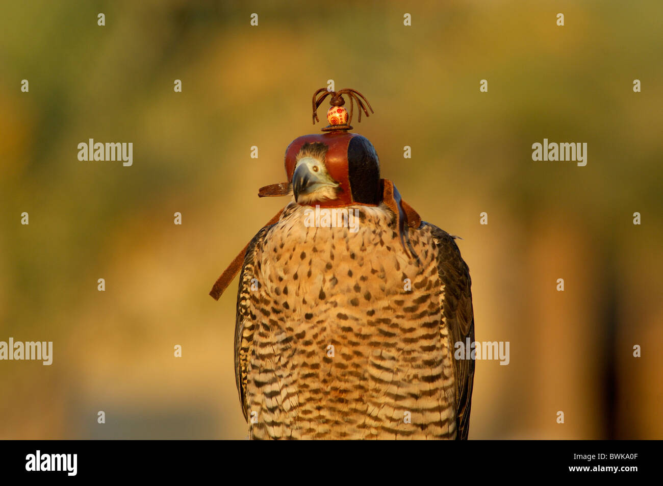 desert falconer falconry Outside bird birds falcon grab bird Jumeirah ...