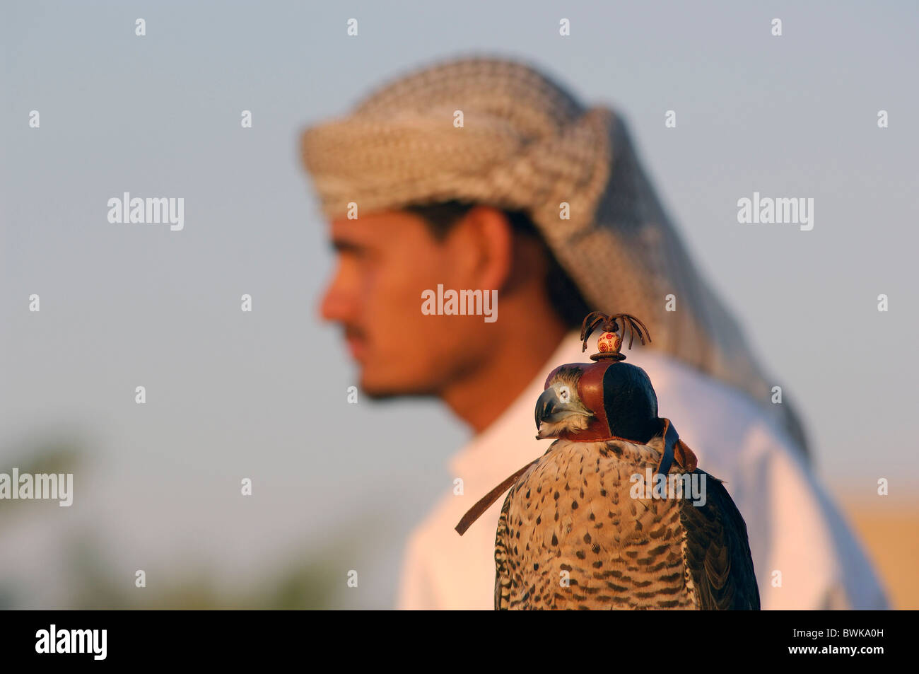 man desert falconer falconry Outside bird birds falcon grab bird ...
