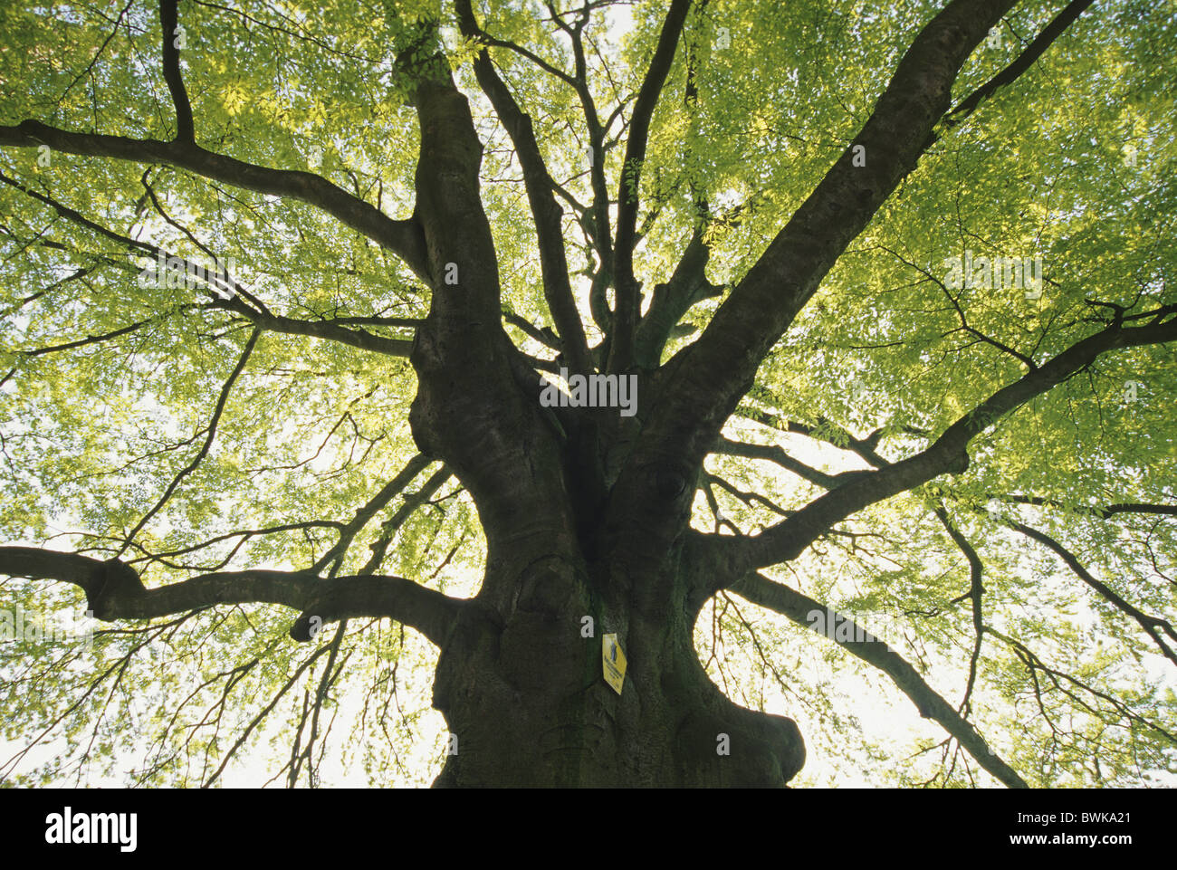 Beech tree in Belvedere palace garden, Weimar, Thuringia, Germany Stock ...