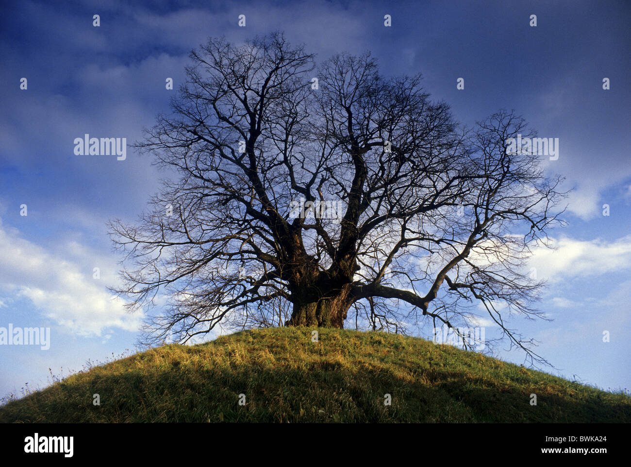 Lime tree upon a tumulus, Evessen, Lower Saxony, Germany Stock Photo ...