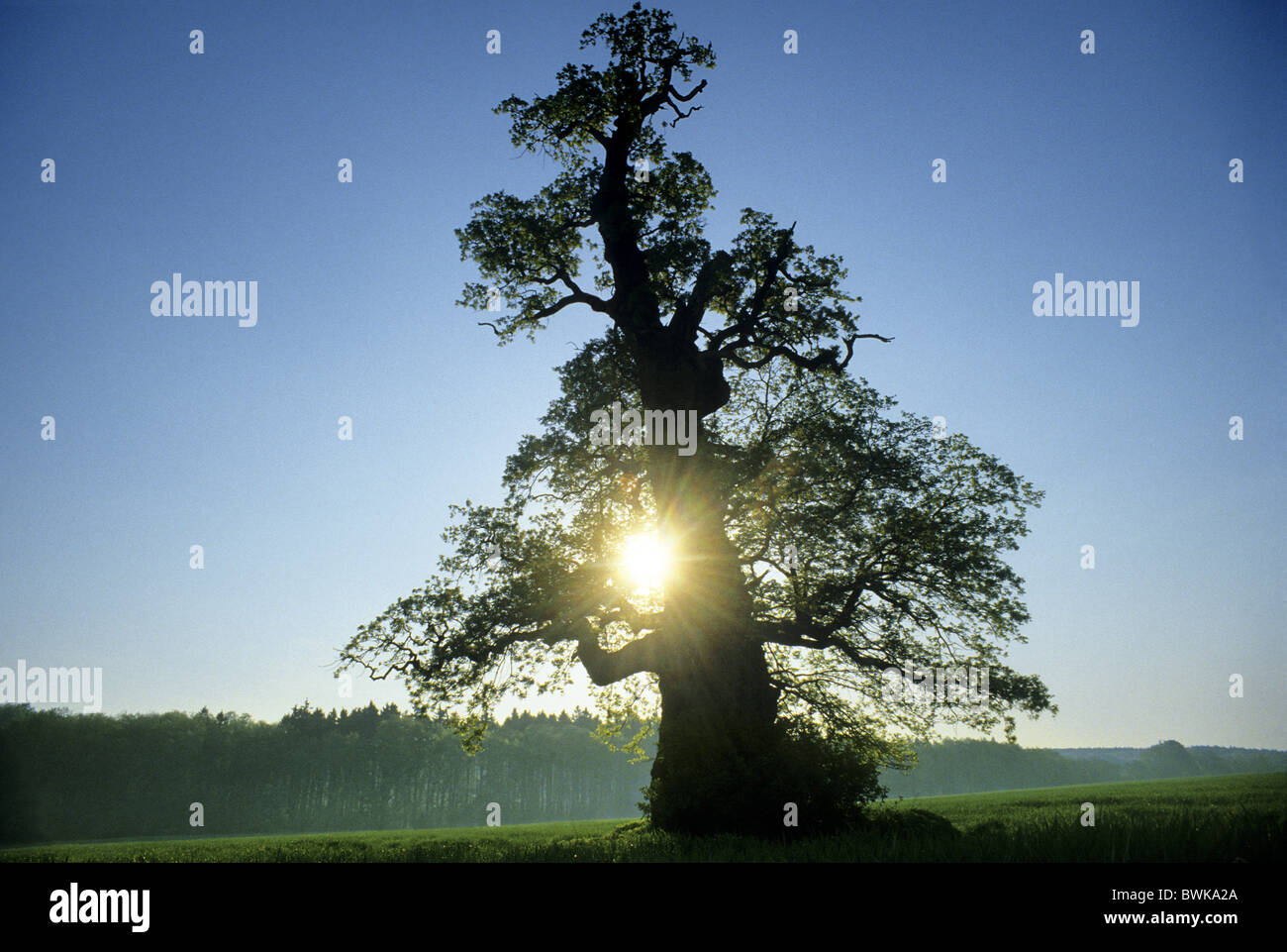 Oak tree in a field near Reinhardswald, Hesse, Germany Stock Photo - Alamy