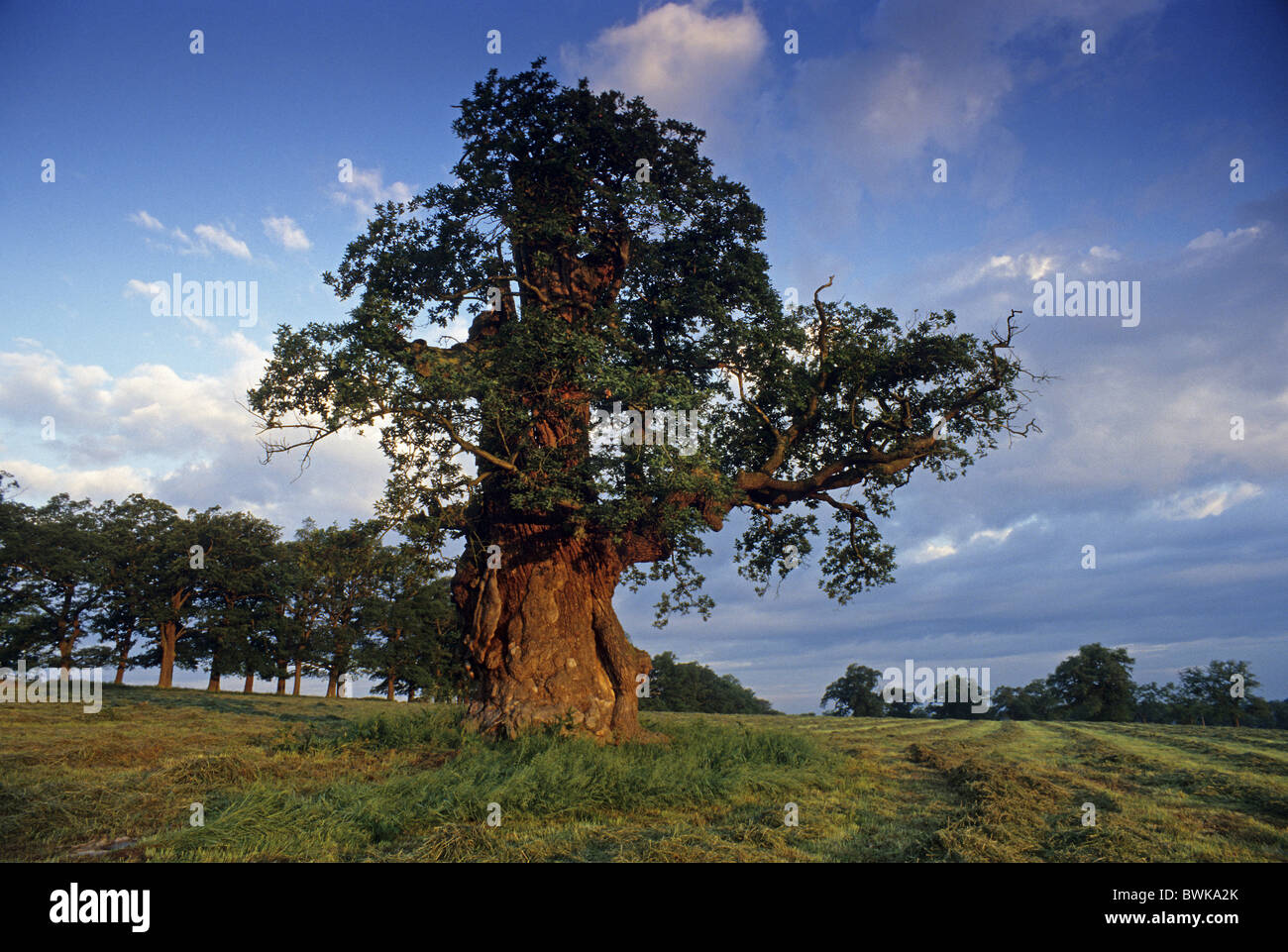 Oak tree in a field near Reinhardswald, Hesse, Germany Stock Photo - Alamy