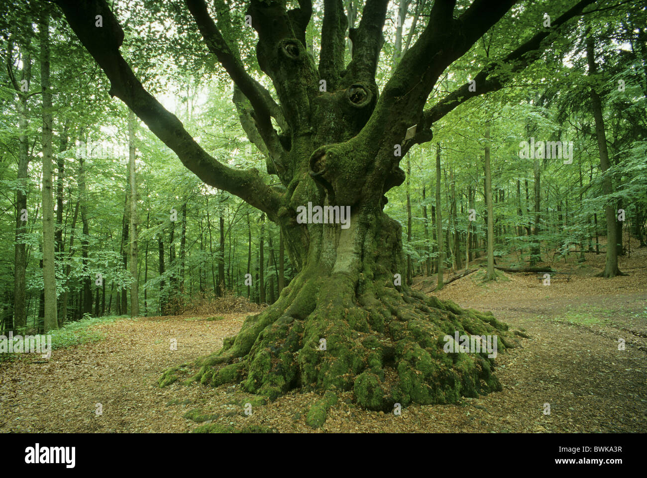 Krombach hi-res stock photography and images - Alamy